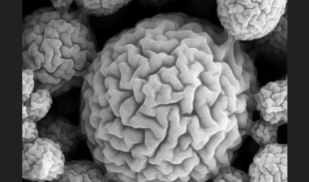 Beauty Under the Microscope | Dartmouth Alumni Magazine