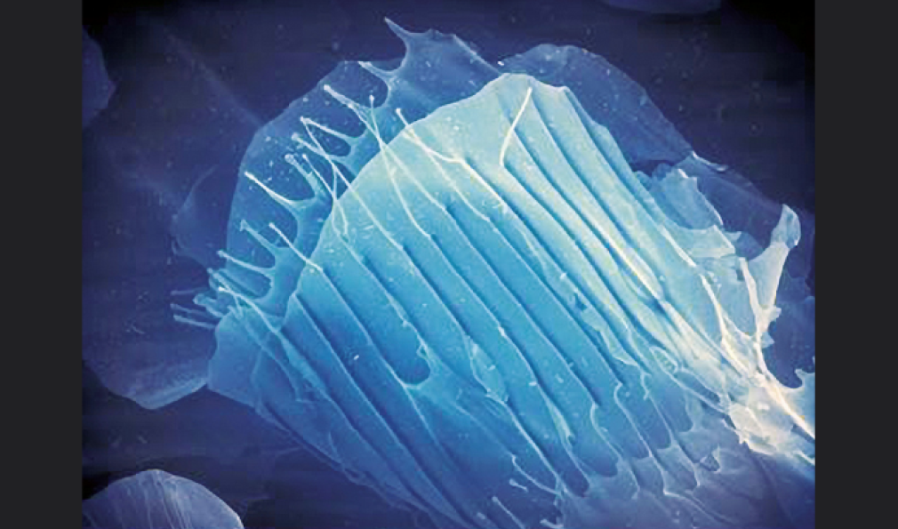 Beauty Under the Microscope | Dartmouth Alumni Magazine